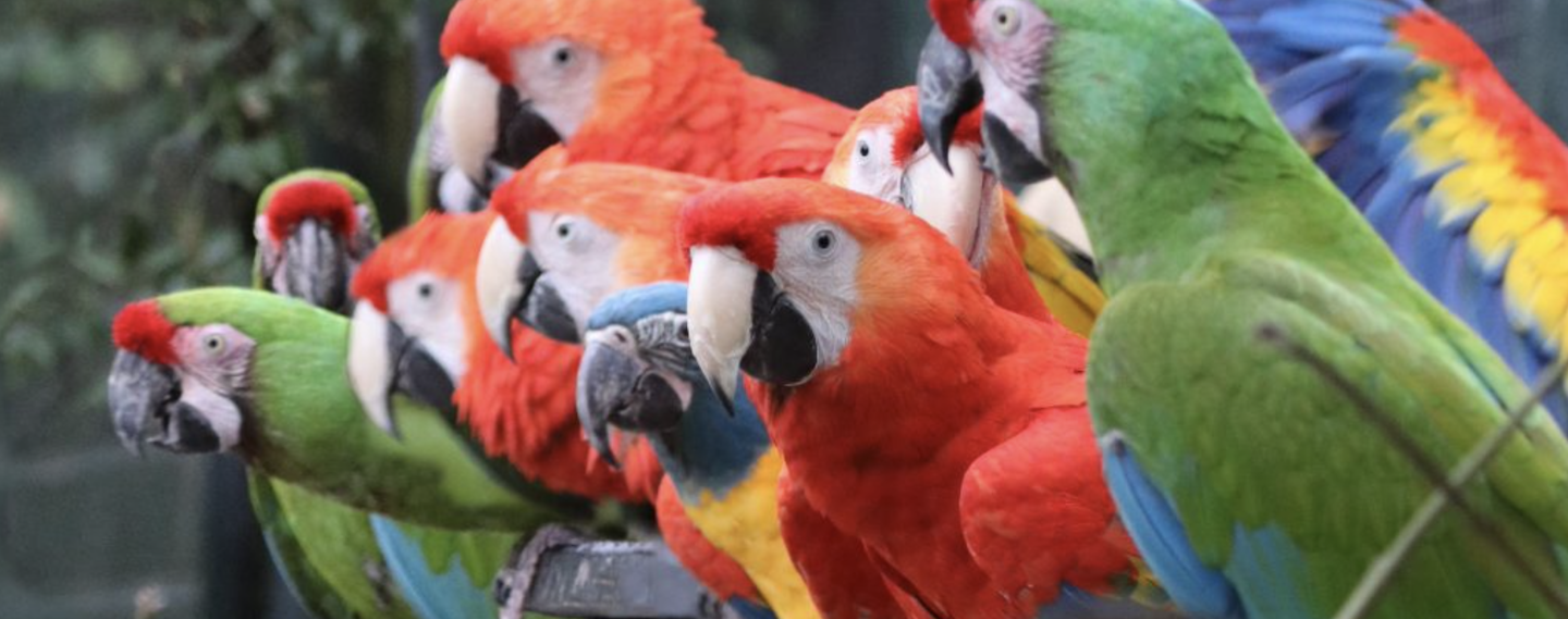 NEI TEC Talk - Week 35 - Collaborative Conservation - Natural Encounters